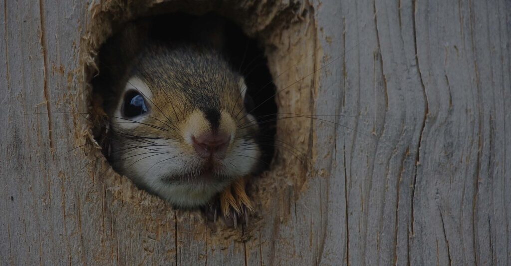 4 Great Uses For Our Squirrel Discs – Repel 360